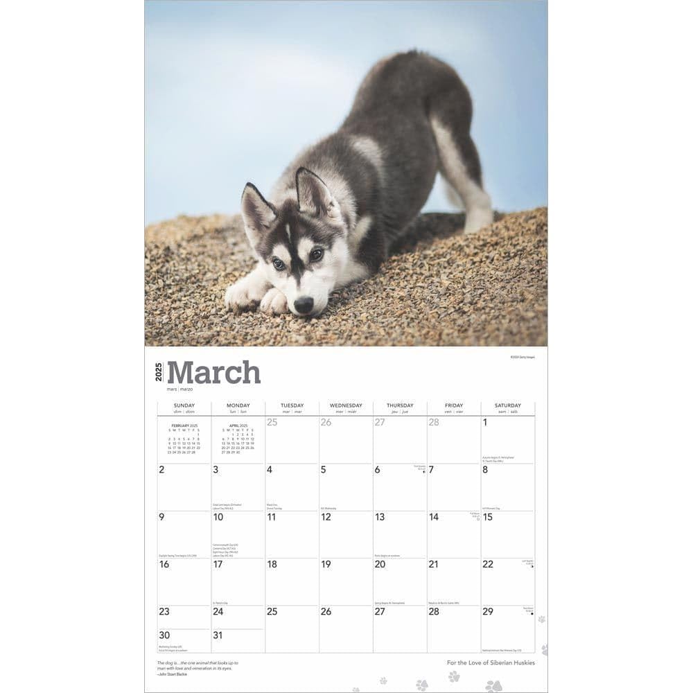 Snapklik.com : Siberian Huskies Deluxe 2025 Wall Calendar