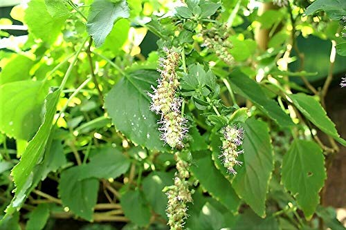 Patchouli plant - How to grow & care