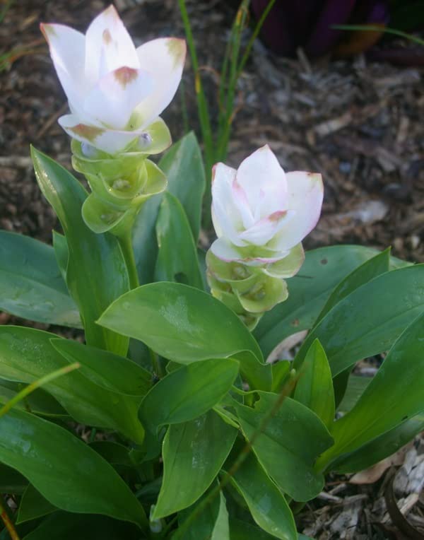 Curcuma White Flower Bulbs For Summer Season – Pack Of 5 Bulbs By Ankam ...