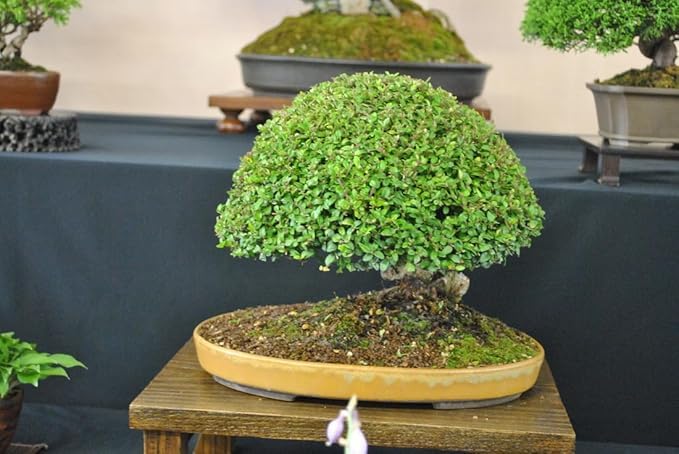 Table Kamini Flower Plant For Home Gardening And Home Decor, Pack of 1 ...