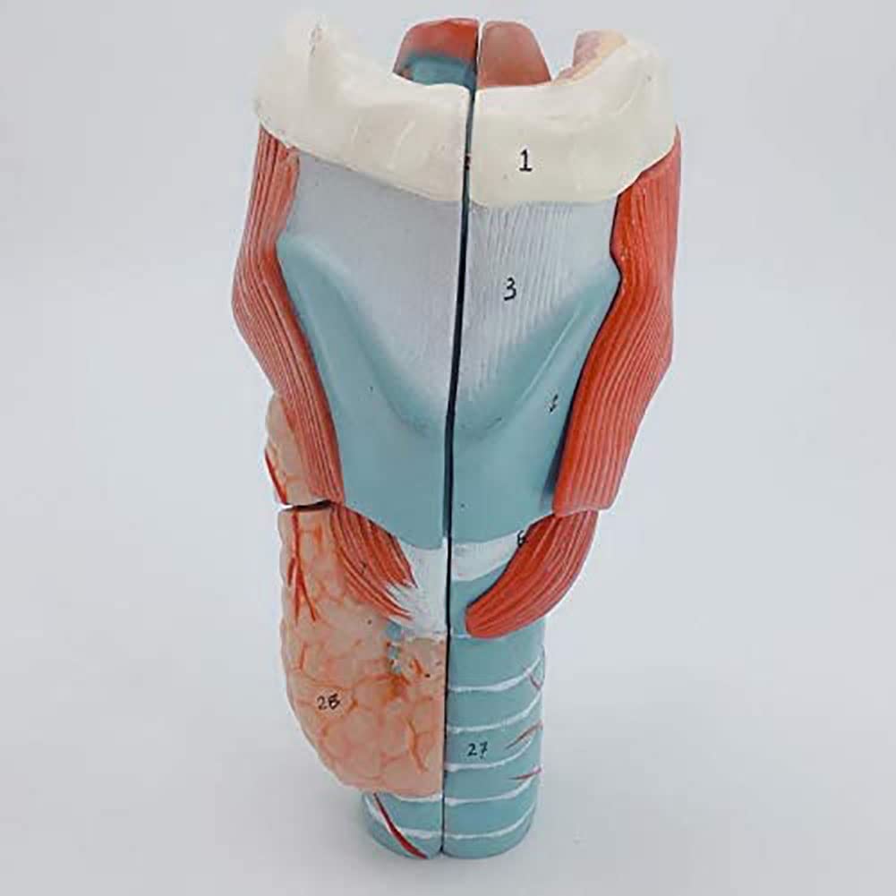 Enlarged Anatomical Throat Model 3d Human Anatomy Model 2X Enlarged ...