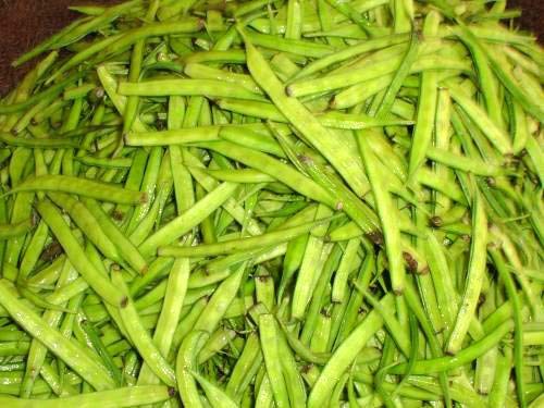 Chillatai Guar Phali | Gawar | Cluster Beans Seeds - 25 Seeds : Amazon ...