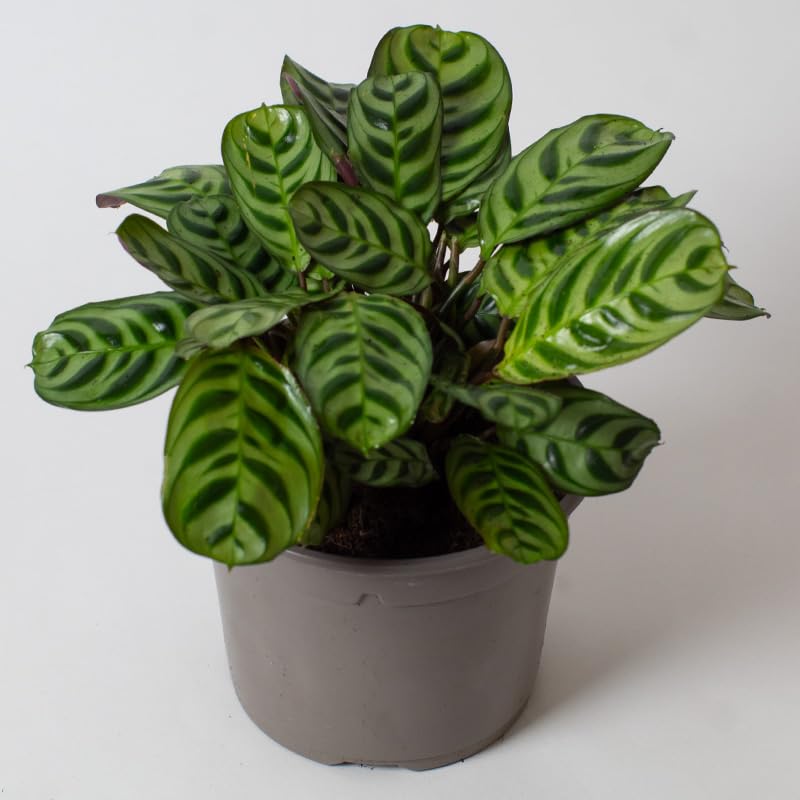 Calathea Burle Marxii | Calathea Fishbone | Houseplant | 13cm Pot ...