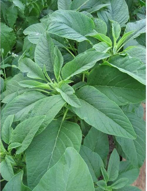 Green World Amaranthus Green Choulai For Kitchen Garderning (seeds, 150 ...