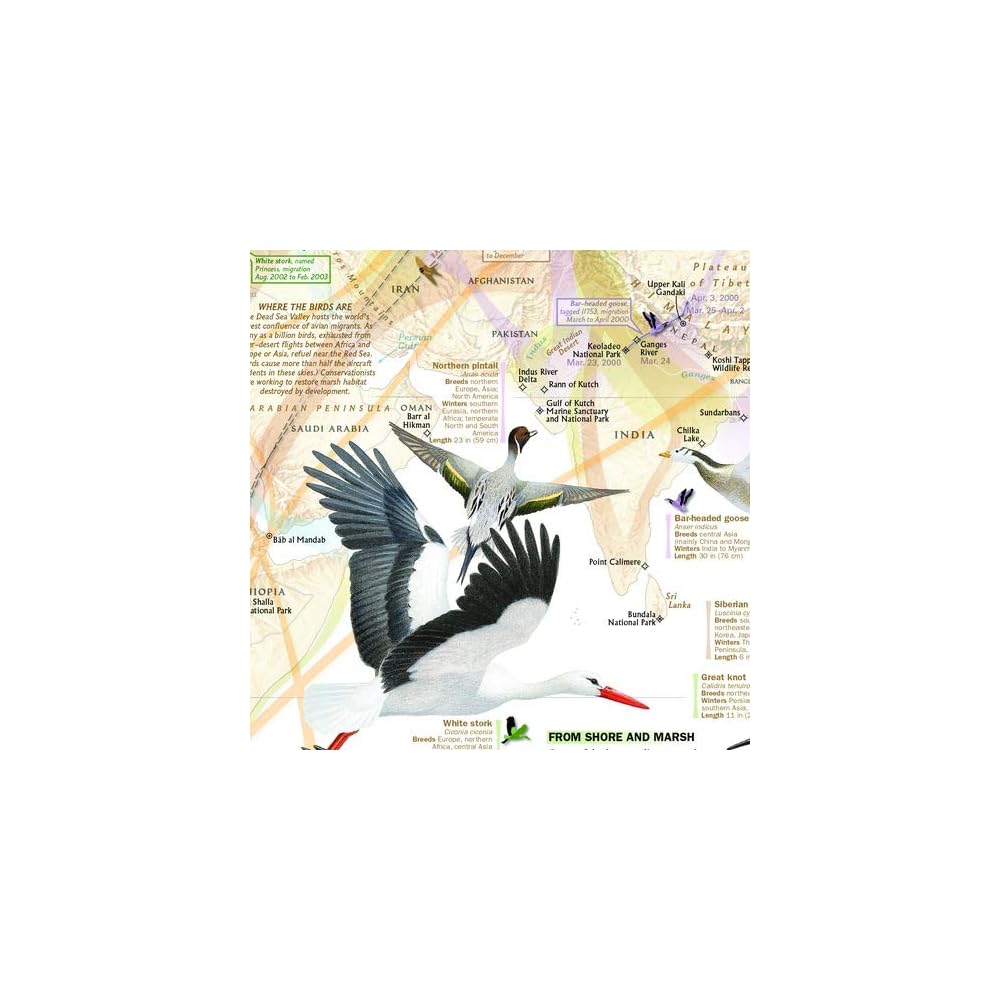 National Geographic: Bird Migration Wall Map, Philippines | Ubuy