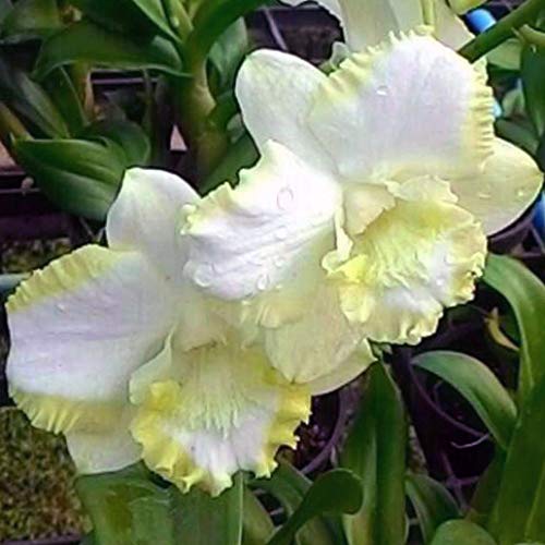 ROYAL LAND Dendrobium Seedling Plants White Doraemon 1 Helathy Live ...