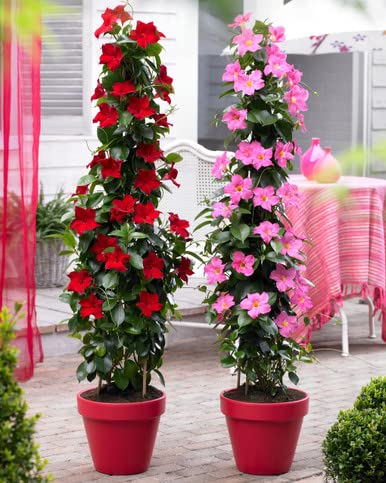 Cloud Farm Mandavilla Red Hybrid Live Plant CF71 : Amazon.in: Garden ...