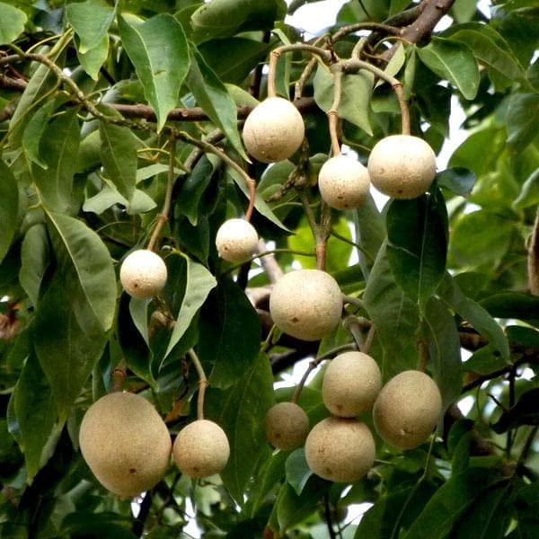 Mphmi Seedless Plant Red Flower Plants Sacred Barna Tree, Varun - Plant ...