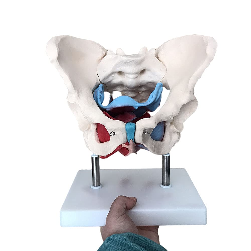 Buy Life Size Female Pelvis Model, Female Pelvic Floor Muscle ...