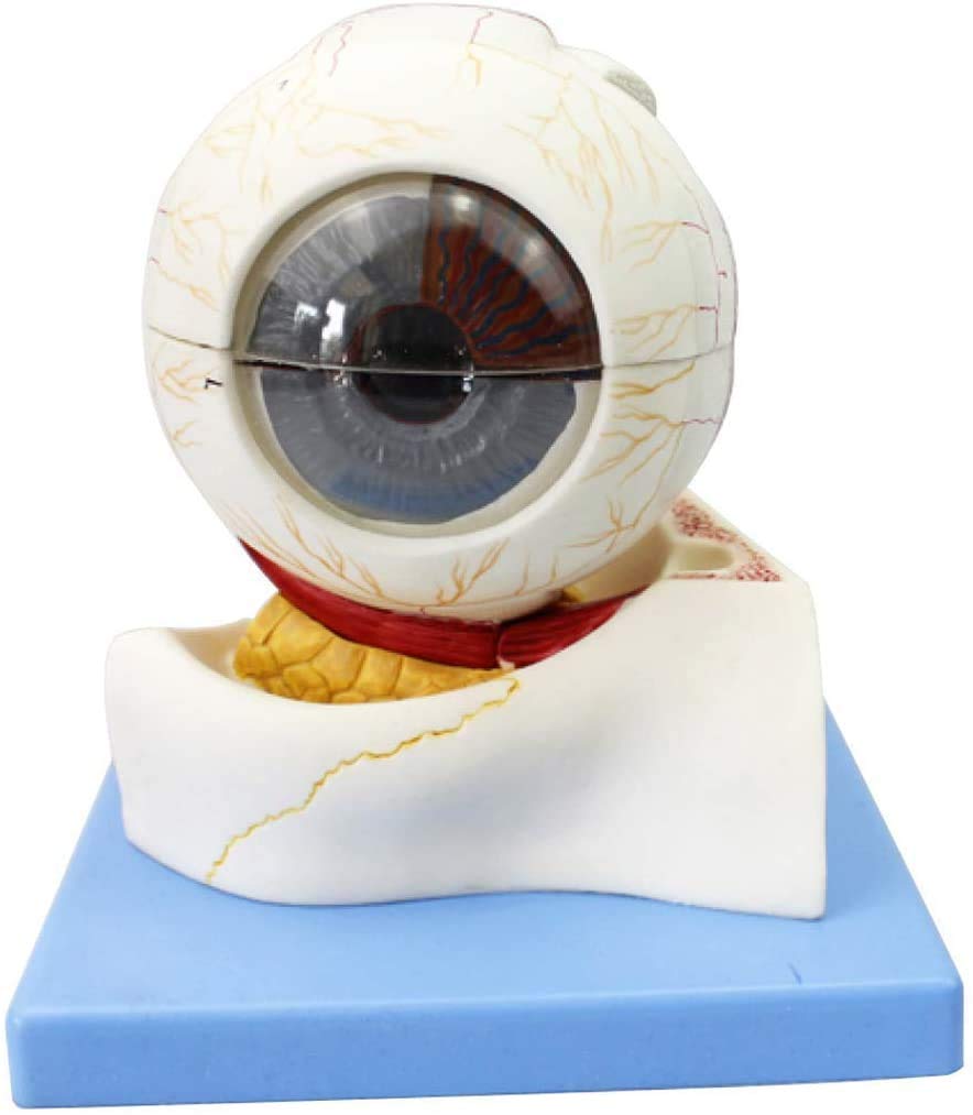 Buy Model Educational Model of the eyeball, expansion model Structure ...