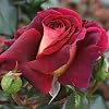 Amazon.com : Rose Bush Live Plant, Fragrant Hybrid Tea Rose Flowers ...