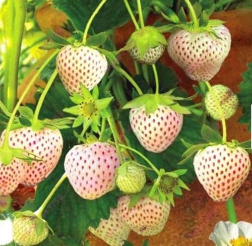 What Is a Pineberry? 1 Pineapple Tasting Berry - Gardenfrontier