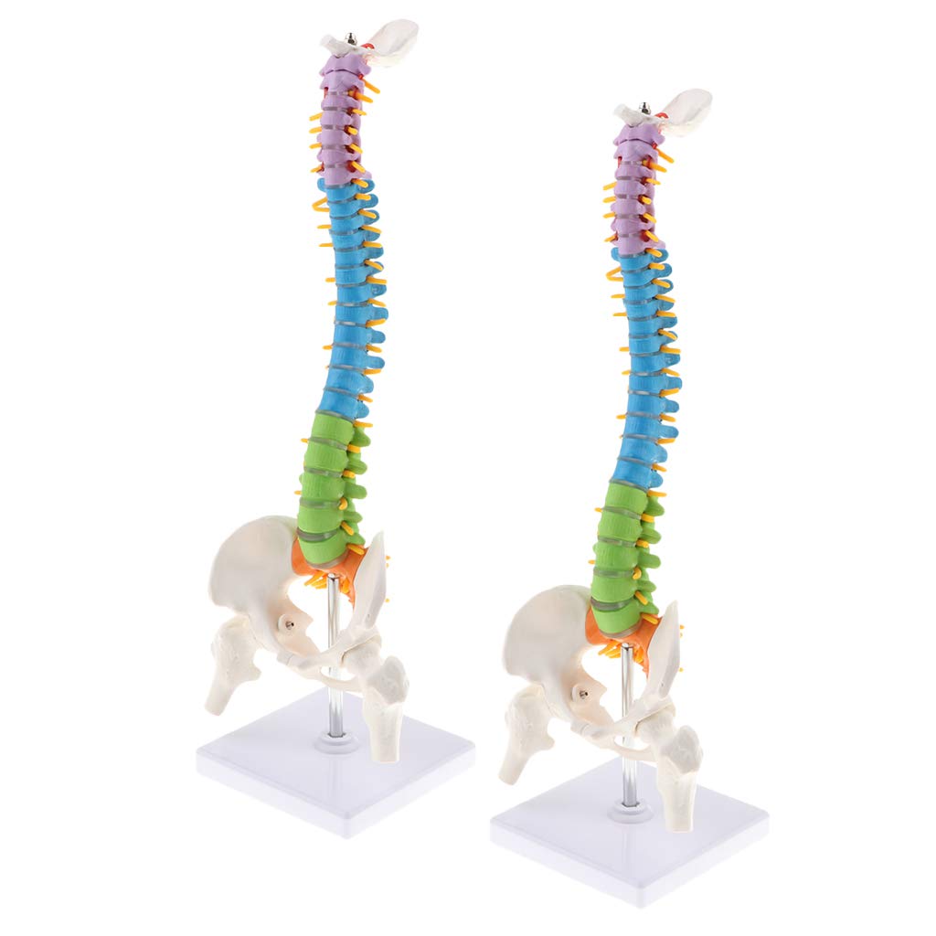 Buy SM SunniMix 2 Pieces 1:1 Human Spine Model Spinal Cord Model ...