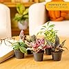 Amazon.com : Costa Farms Live Plants (Pack of 12), Easy to Grow Live ...