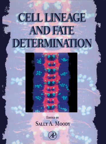 Cell Lineage and Fate Determination (English Edition) eBook : Moody ...