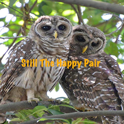 Amazon.co.jp: Still the Happy Pair : David Jump: デジタルミュージック