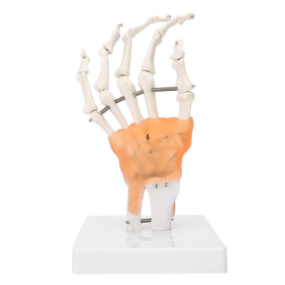 Hand Skeleton Model Skeleton With Articulated Joints Human Hand Anatomy ...