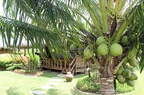 M-Tech Gardens Hybrid Rare Coconut Live Plant - Qualitative Hybrid ...