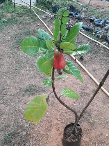 Growing Cashew Trees In Containers Cashew Nuts | Diseases And Pests,