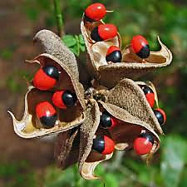 Red sandalwood seeds original(14 seeds) : Amazon.in: Garden & Outdoors