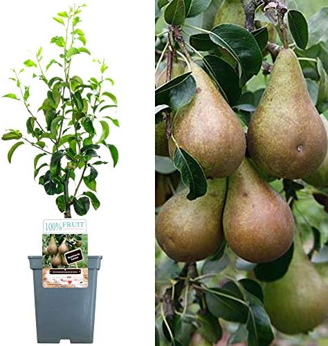 Patio Fruit Tree Collection | Various Premium Grade Fruits | Ideal for ...