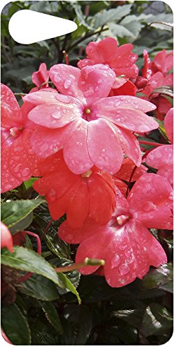 Lenovo ZUK Z2 Back Cover, Designer Printed Back Case Cover for Lenovo ...