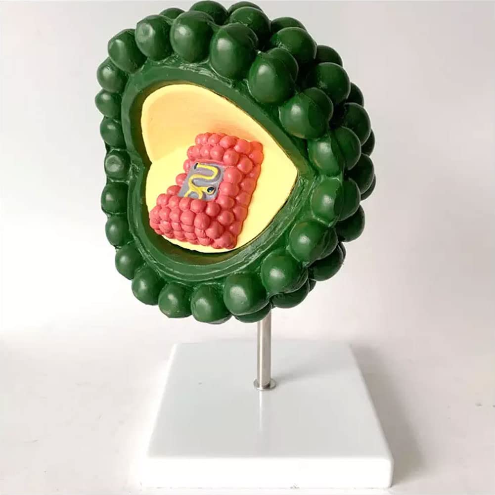 Aids Virus Model