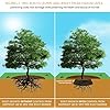 Amazon.com : DeepRoot Tree Root Barrier Kit, Versatile Tree Circle Weed ...