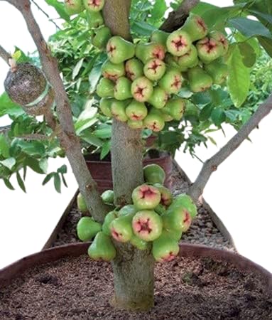 TENDER LEAVES WAX Apple,Snow-White Jamrul Plant, Water Apple, Exotic ...