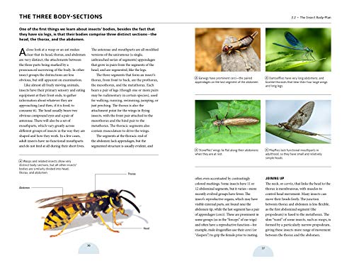 Snapklik.com : How Insects Work: An Illustrated Guide To The Wonders Of ...