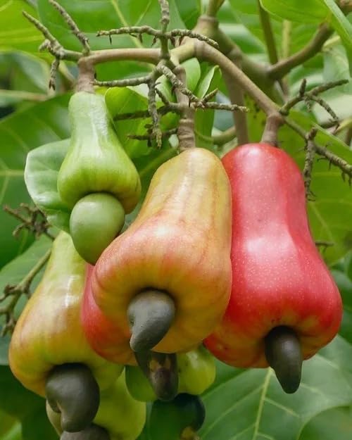 Natura GreenHouse Hybrid Cashew Tree Kaju Tree Plant Height 1.5-2 FT ...