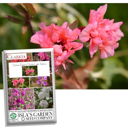 Clarkia - How to grow & care