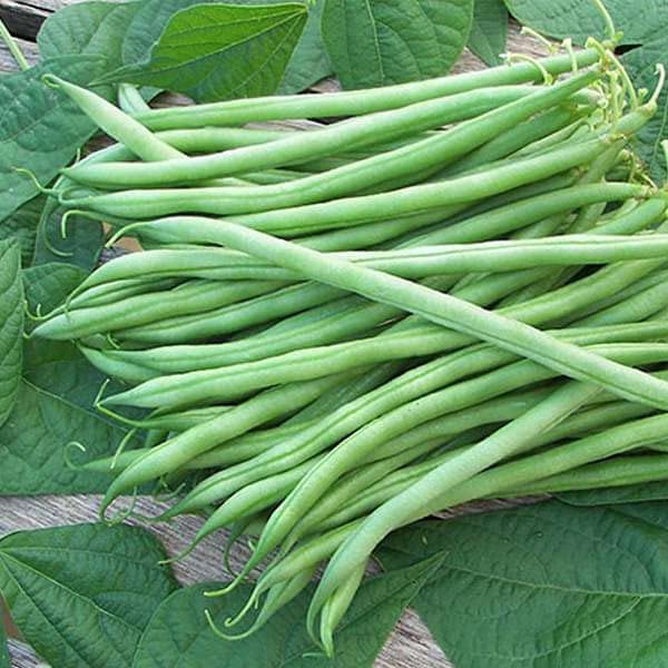 Long beans seeds hybrid all season, All season long hybrid beans seeds ...