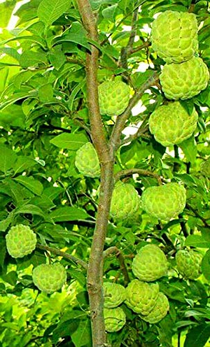 Floral Farm Rare Sugar-Apple Sitafal fruit Plant (Annona squamosa) 1 ...