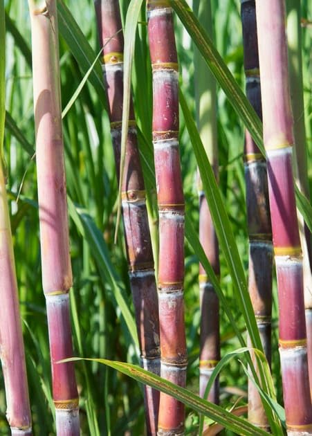 Zaman Storers A Garden Philipine Red Sugarcane Ganna Akh Fruit Live ...