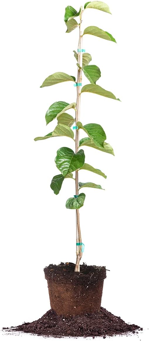 Amazon.com : Giant Fuyu Persimmon Tree - 24" Tall Live Plant - Gallon ...