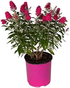 Amazon.com : Lil' Raspberry Butterfly Bush (1.5 Gallon) Live Buddleia ...