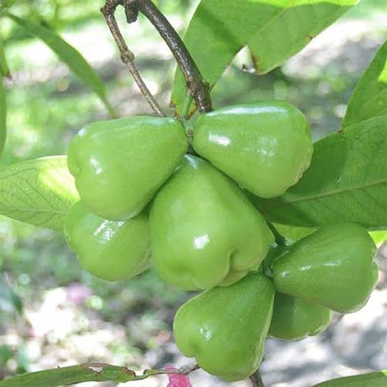 Star Plant " Sweet Jamrul/Wax Apple Whater Apple Grafted Hybrid Plant ...