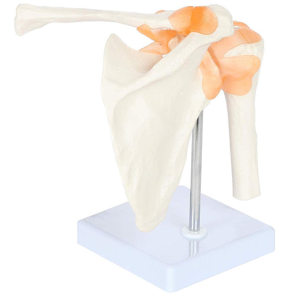 Buy Scientific Medical Shoulder Anatomy Model with Functional Ligaments ...