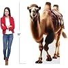 Amazon.com: Camel - Life Size Cardboard Cutout Standup People with ...