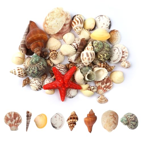 Beneficios y contraindicaciones de los caracoles de mar - Mi Hogar