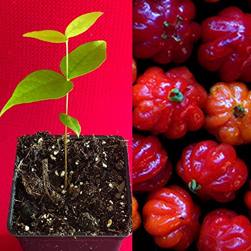 Pitanga plant - How to grow & care
