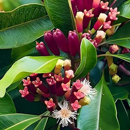 Hybrid Clove Live Plant Lobongo Plant/Syzygium Aromaticum Healthy ...