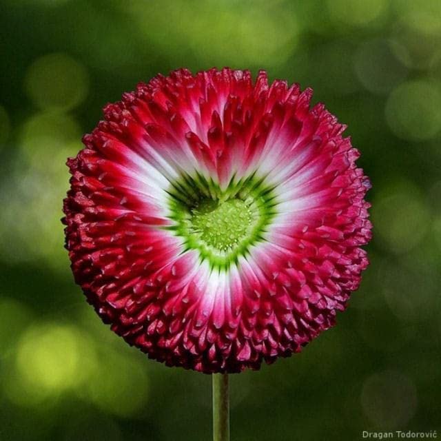 RADHA KRISHNA AGRICULTURE® Daisy flower seeds for Your Garden | maroon ...