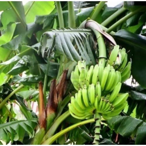 Coconut Lagoon Fruit Live Plant - Rare" Kerala Nentran/Etha Vazha ...