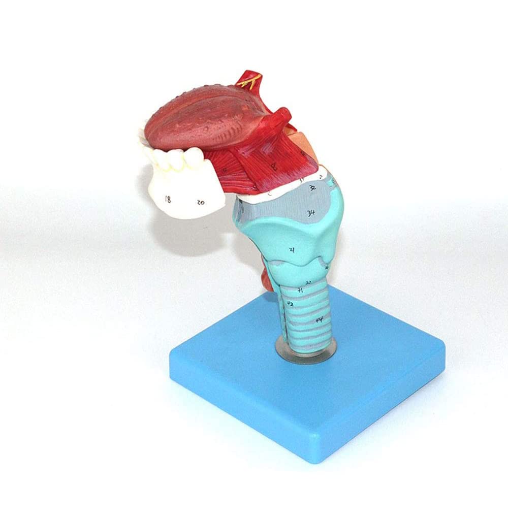 Larynx Model Clay Lung Model With Larynx, 5 Part 3B Smart Anatomy