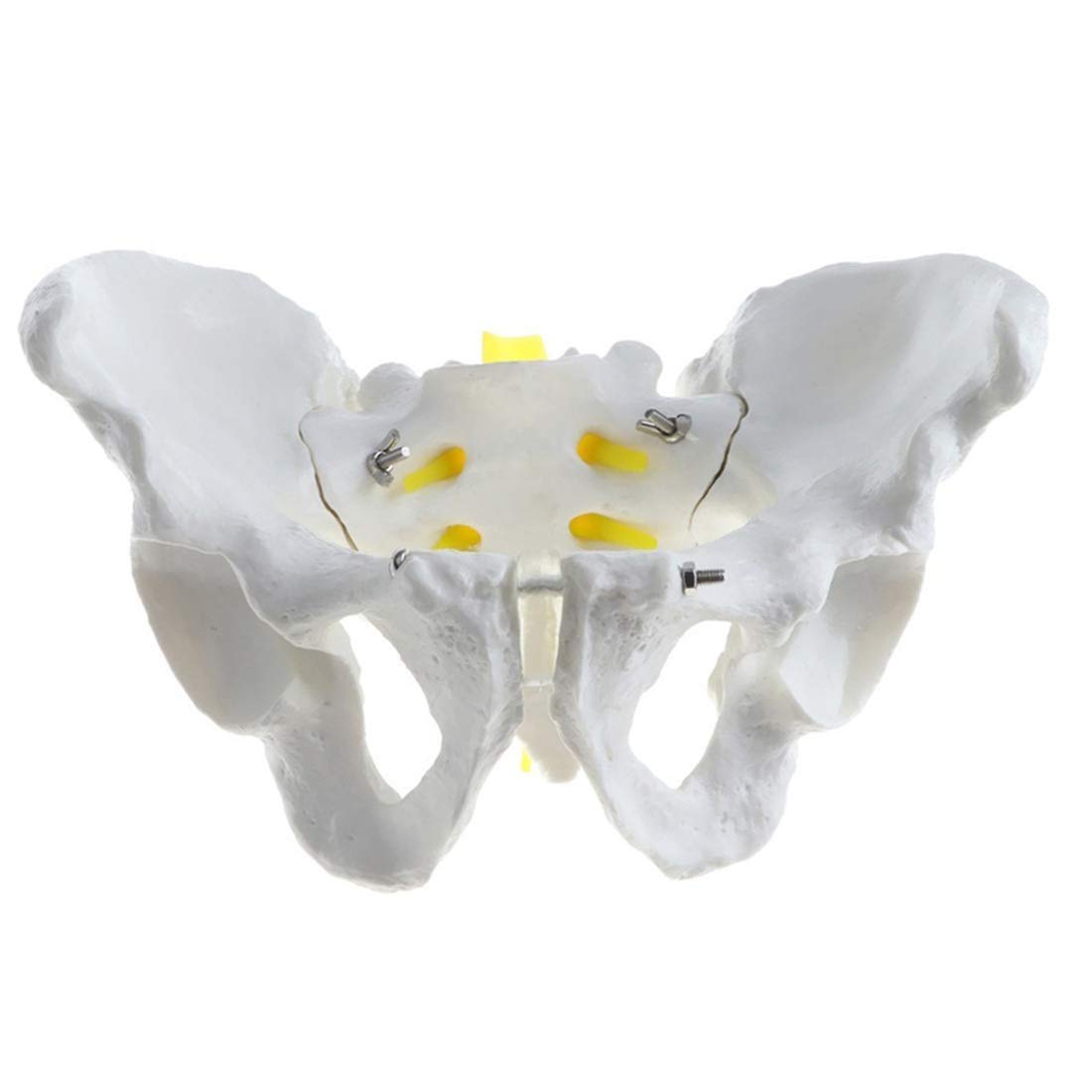 Xiezi Pelvic Model Medicine Male Pelvis Model Life Size Human ...