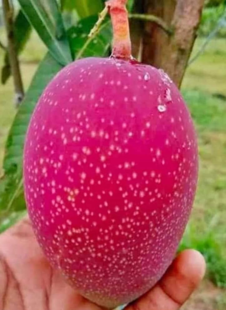Miyazaki Mango Tree Plant Hybrid Grafted Japanese Red Miyazaki Fruit ...