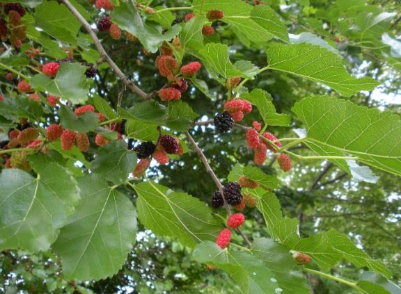 Balbasaur Live Plant Mulberry Or Shahtoot Tree Evergreen Trees Garden ...