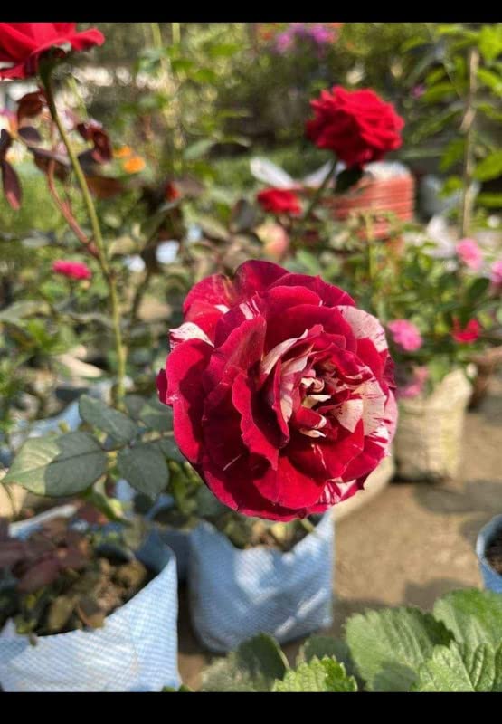 TAJ GARDEN Rose Flower Tree Multi colour Rose Flower Tree plant All ...